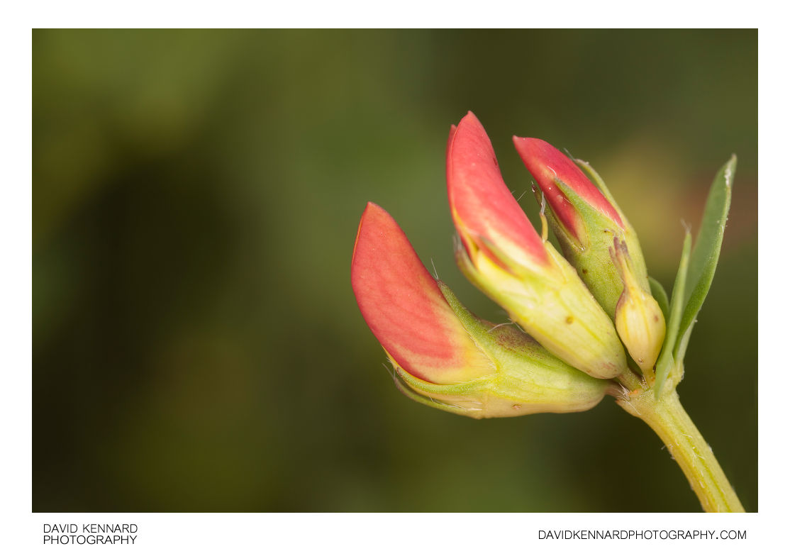 Bird's foot trefoil (Lotus corniculatus) flower buds (II) · David ...