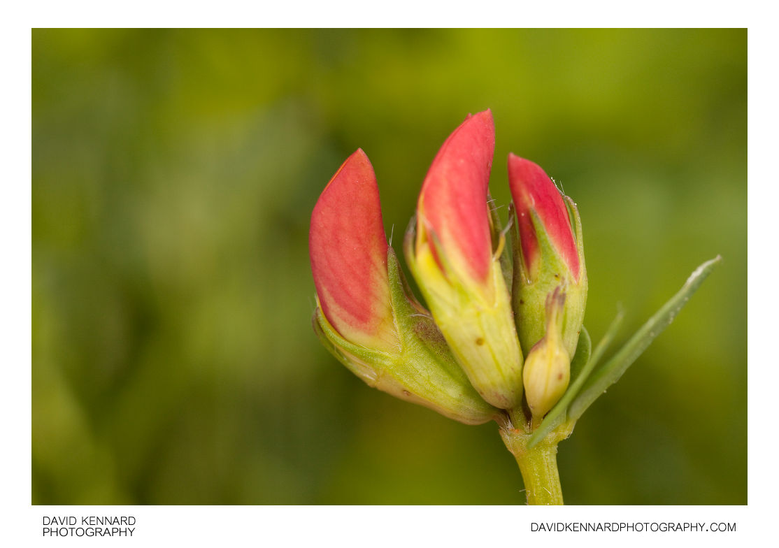 Bird's foot trefoil (Lotus corniculatus) flower buds (III) · David ...