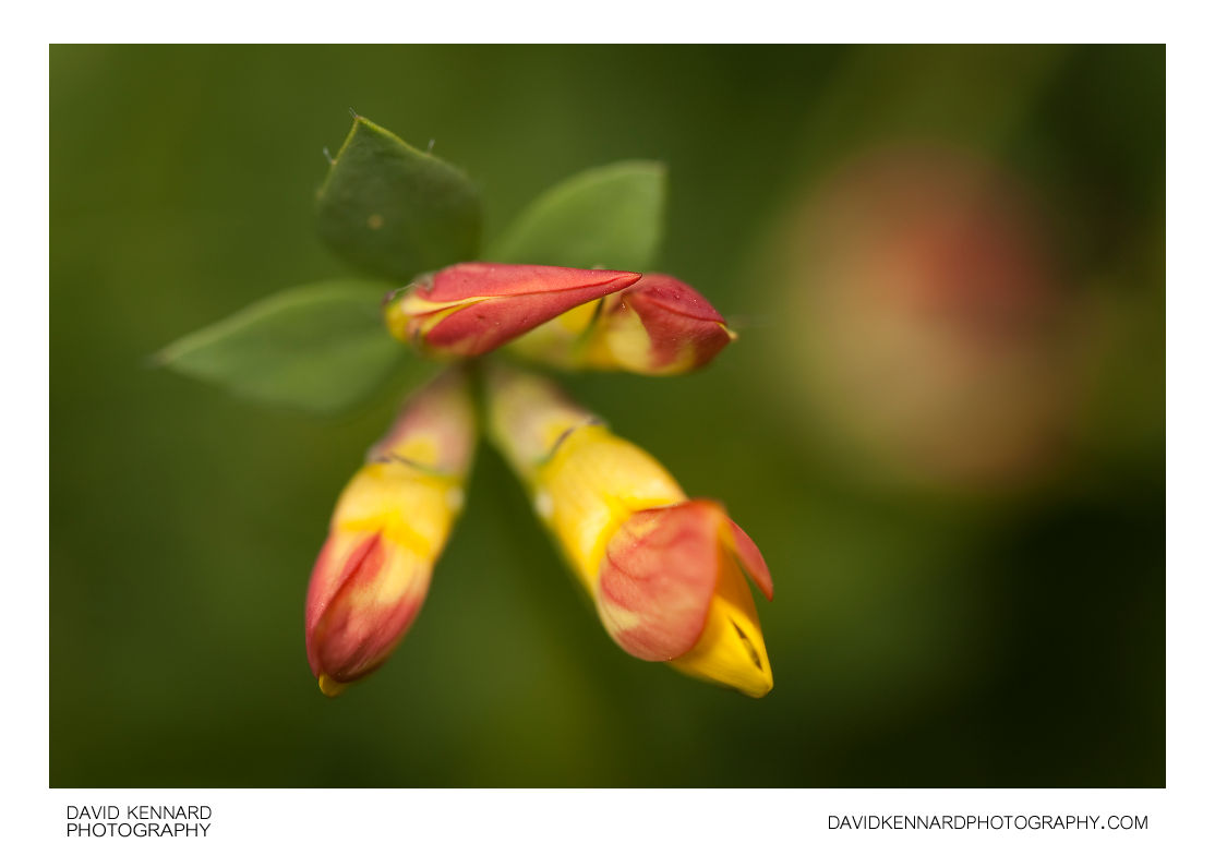Bird's-foot Trefoil (Lotus corniculatus) flowers (II) · David Kennard ...