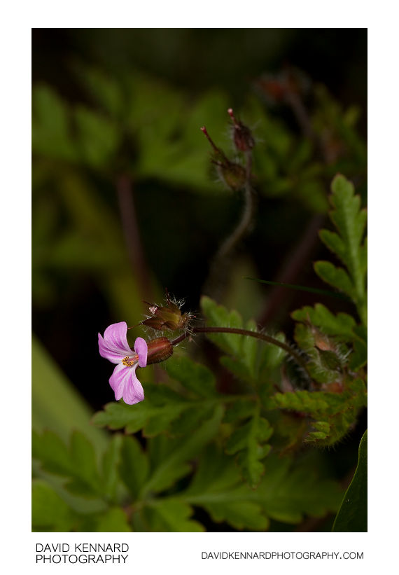 Herb Robert (Geranium robertianum) (VIII) · David Kennard Photography