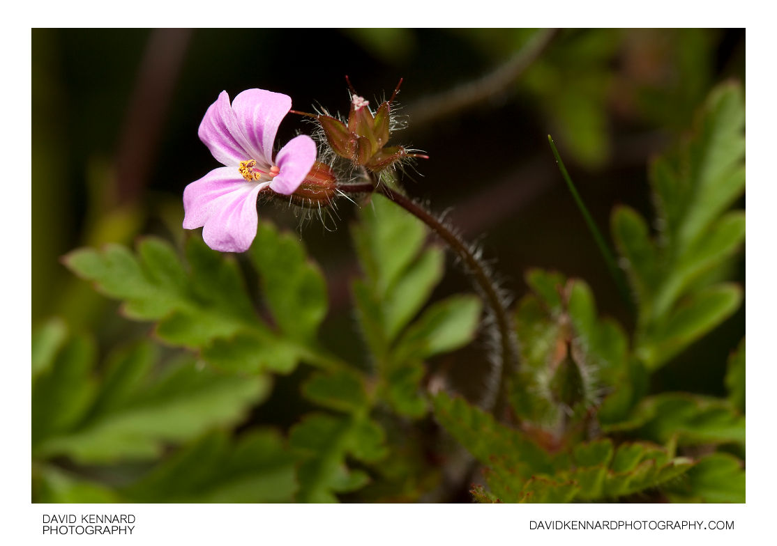 Herb Robert (Geranium robertianum) (IX) · David Kennard Photography