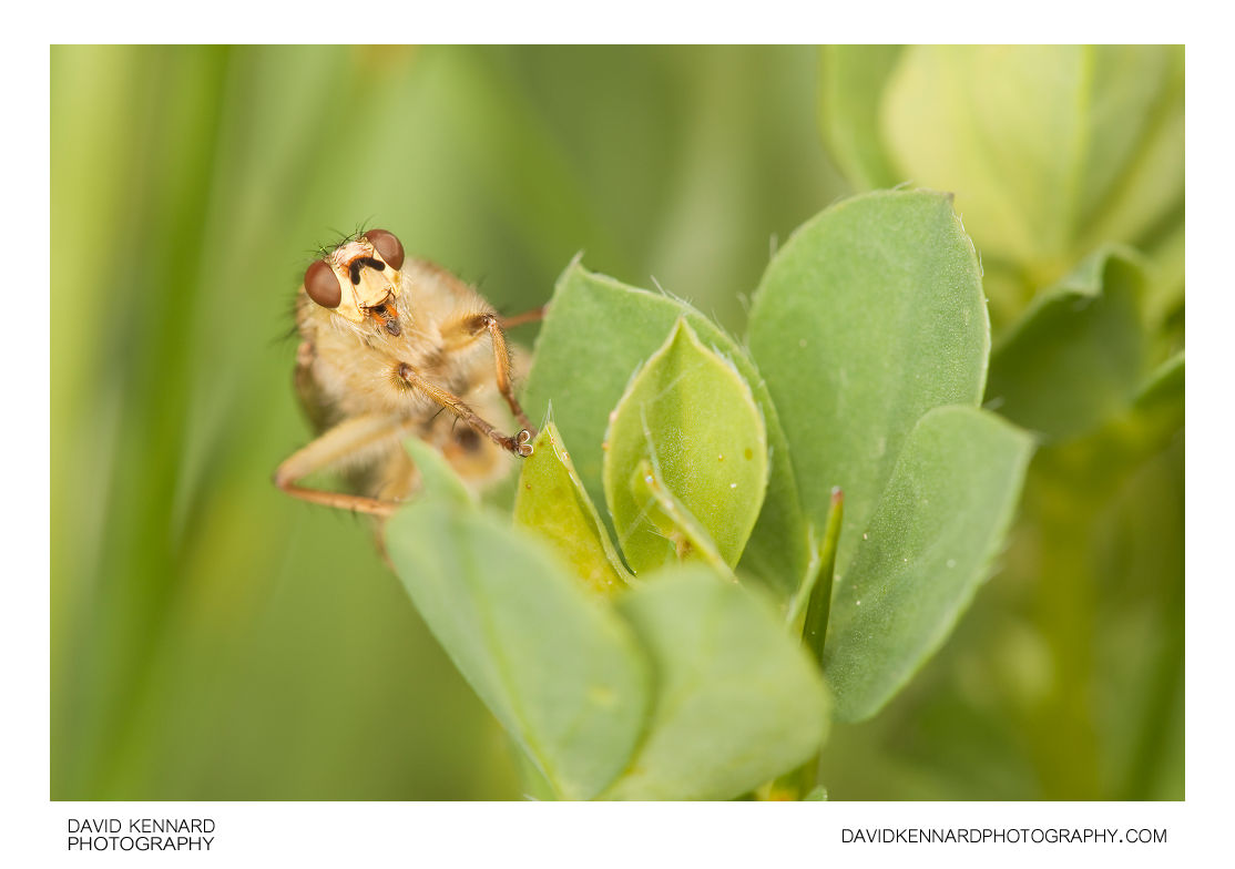 Common yellow dung fly (Scathophaga stercoraria) (I) · David Kennard ...