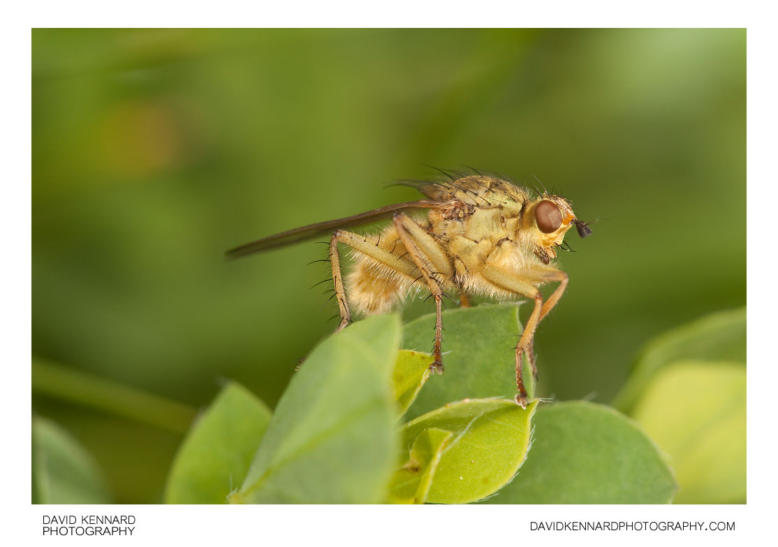 Common yellow dung fly (Scathophaga stercoraria) (III) · David Kennard ...