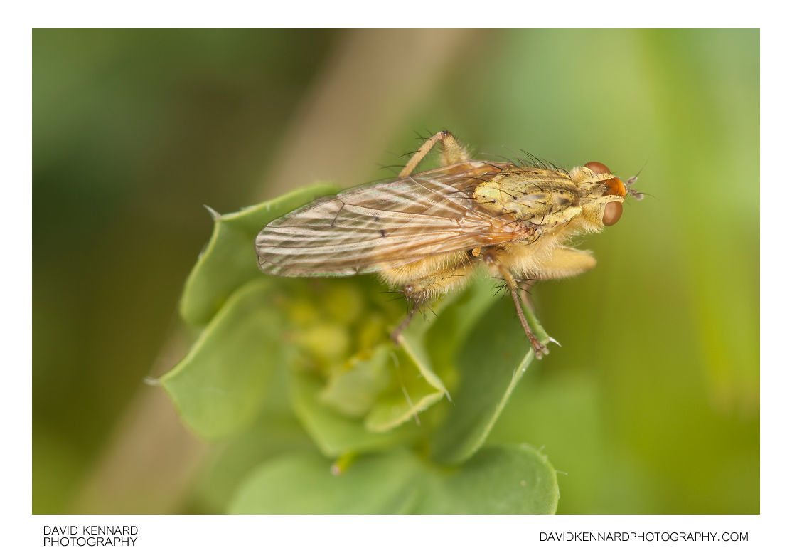 Common yellow dung fly (Scathophaga stercoraria) (V) · David Kennard ...