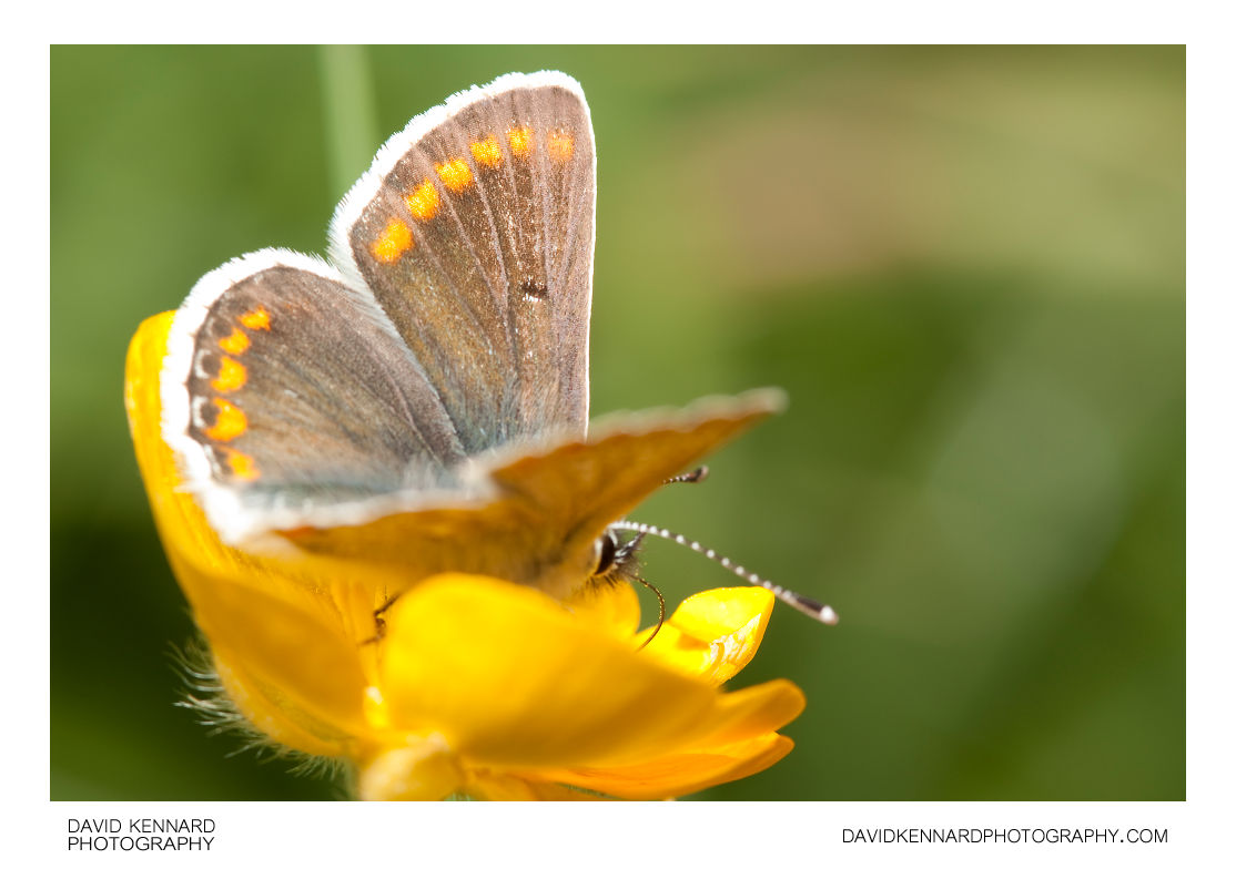Common Blue butterfly - Polyommatus icarus (Female) (II) · David ...