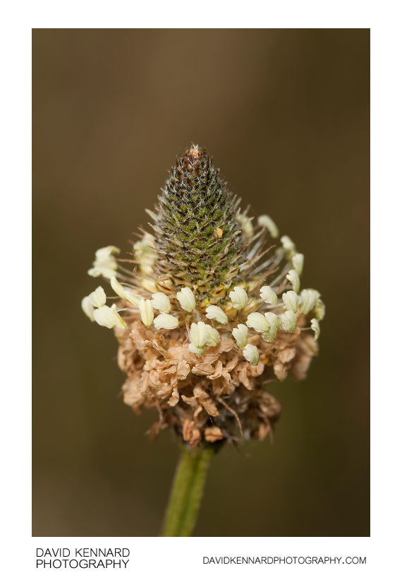 Ribwort Plantain (Plantago lanceolata) (IV) · David Kennard Photography
