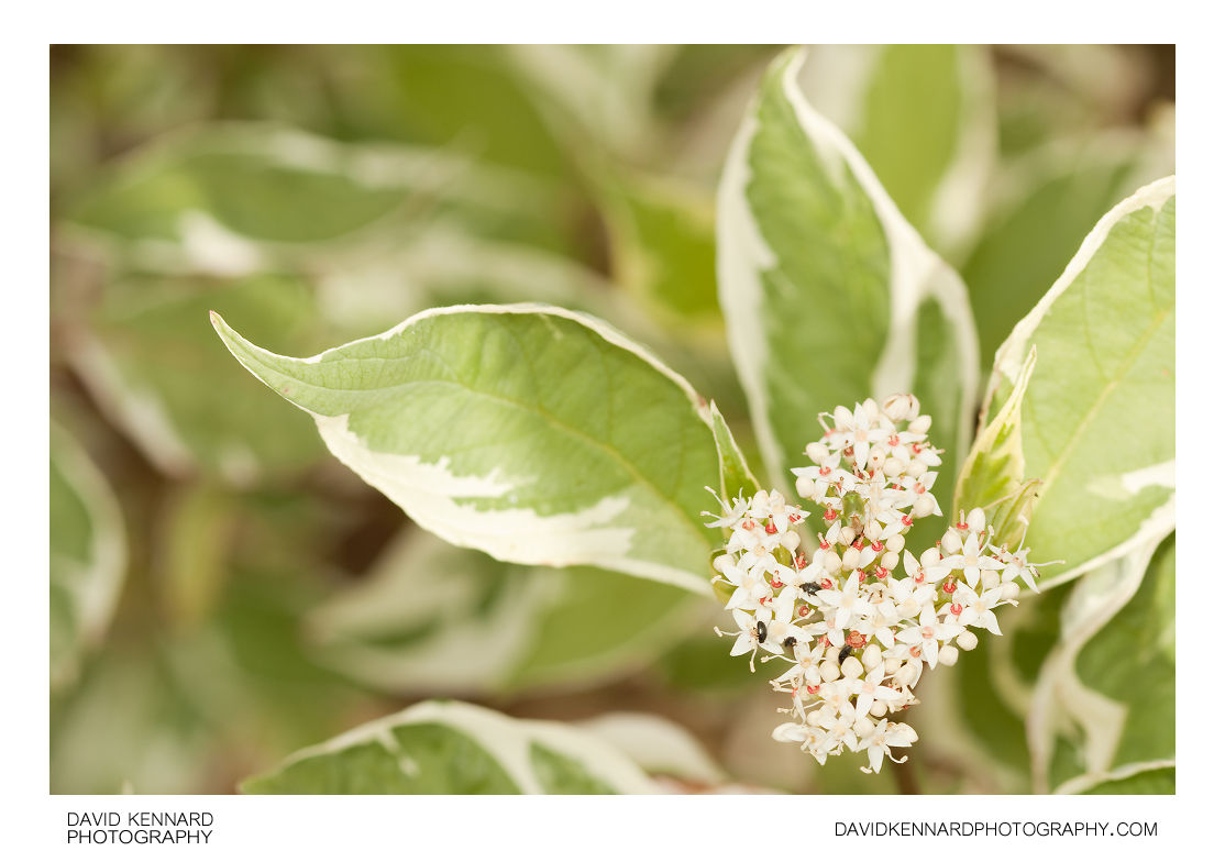 Cornus alba 'Elegantissima' Red Barked Dogwood (III) · David Kennard ...