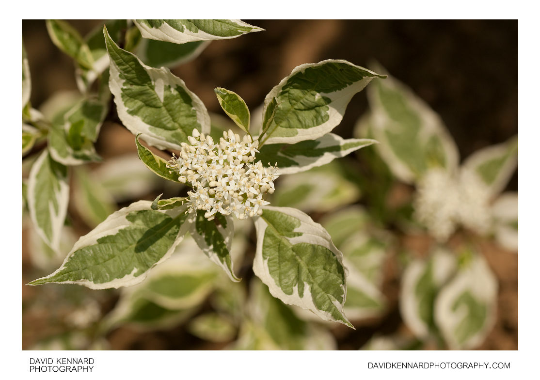 Cornus alba 'Elegantissima' Red Barked Dogwood (VI) · David Kennard ...