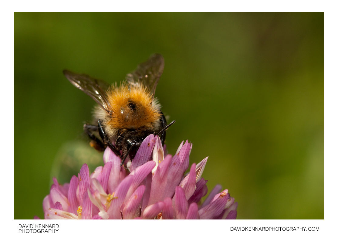 Common carder bumblebee (Bombus pascuorum) (I) · David Kennard Photography