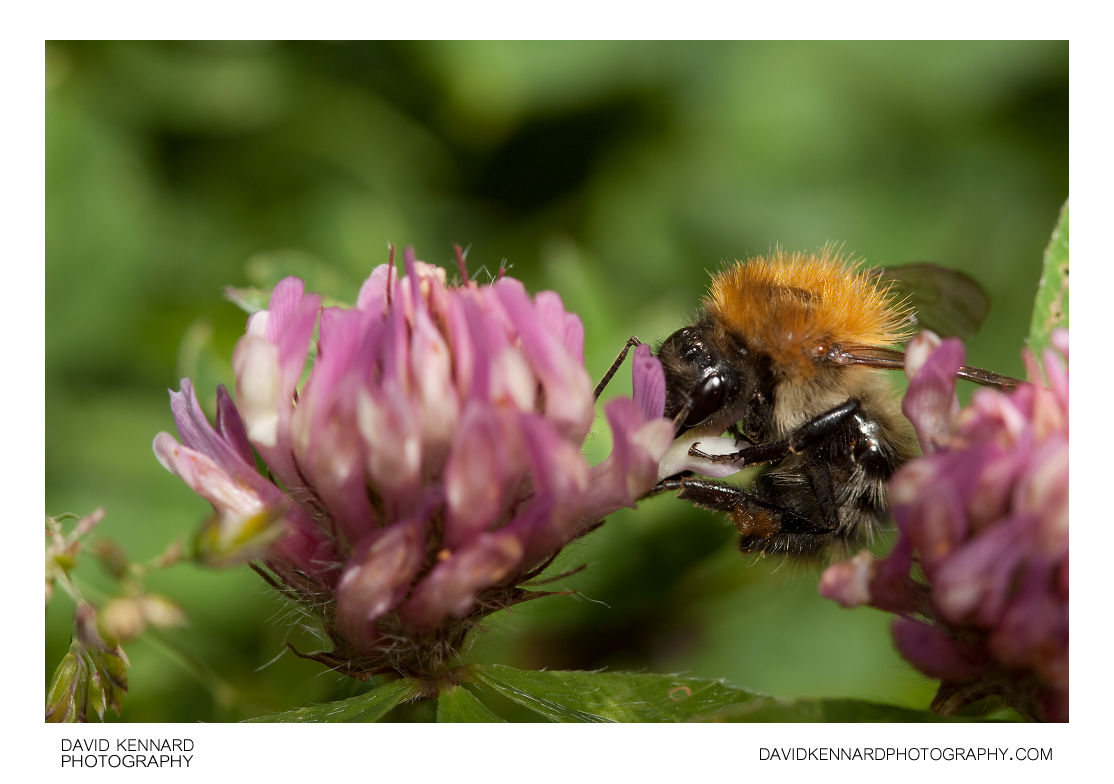 Common carder bumblebee (Bombus pascuorum) (IV) · David Kennard Photography