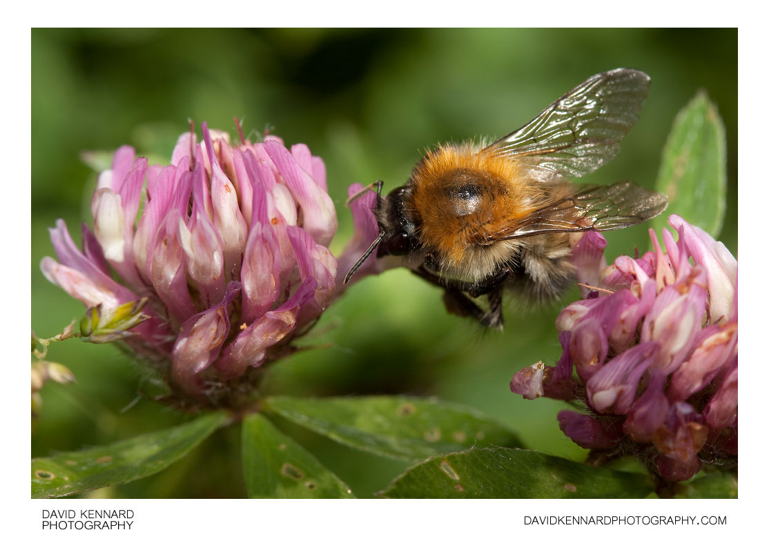 Common carder bumblebee (Bombus pascuorum) (VI) · David Kennard Photography