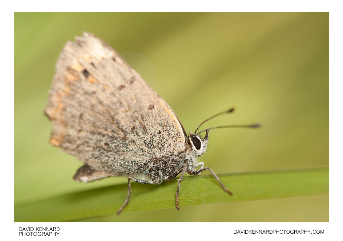Small Copper (Lycaena phlaeas) Butterfly (VI) · David Kennard Photography