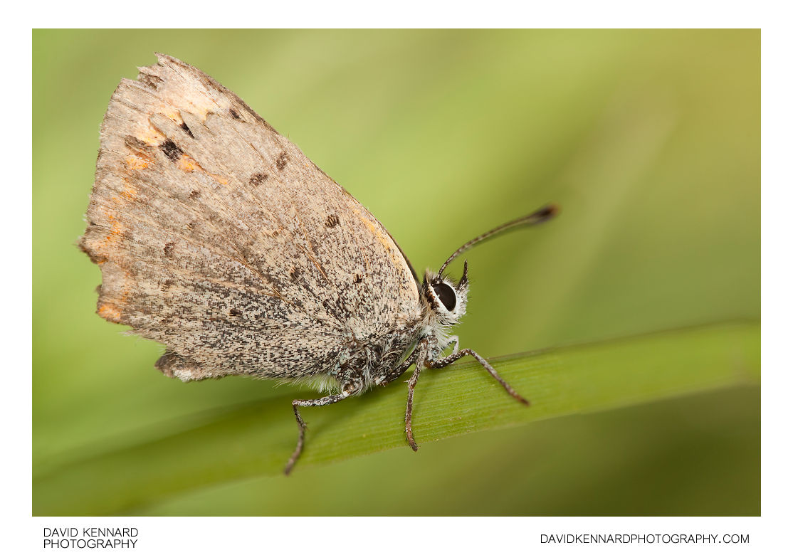 Small Copper (Lycaena phlaeas) Butterfly (VII) · David Kennard Photography