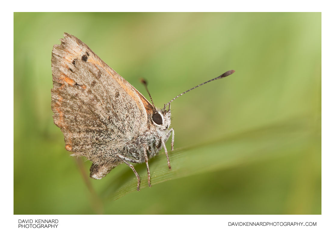 Small Copper (Lycaena phlaeas) Butterfly (VIII) · David Kennard Photography