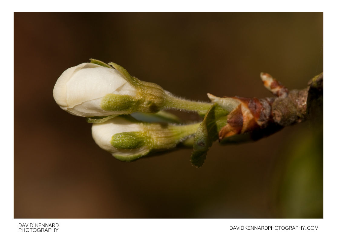 Victoria Plum (Prunus Domestica Victoria) blossom buds · David Kennard ...