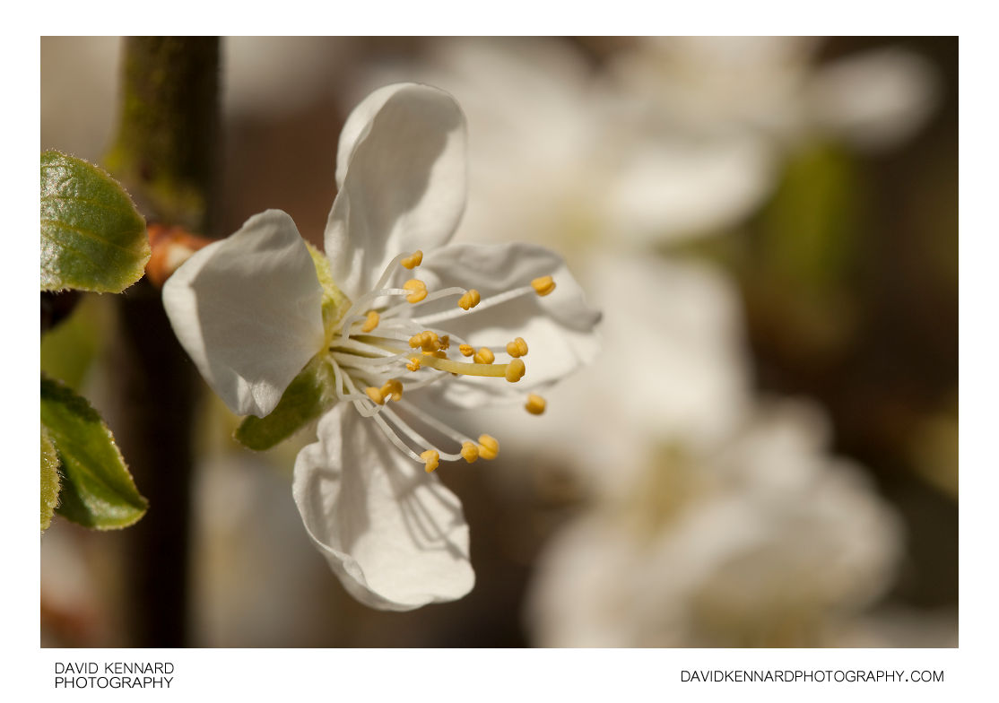Victoria Plum (Prunus Domestica Victoria) Blossom (I) · David Kennard ...