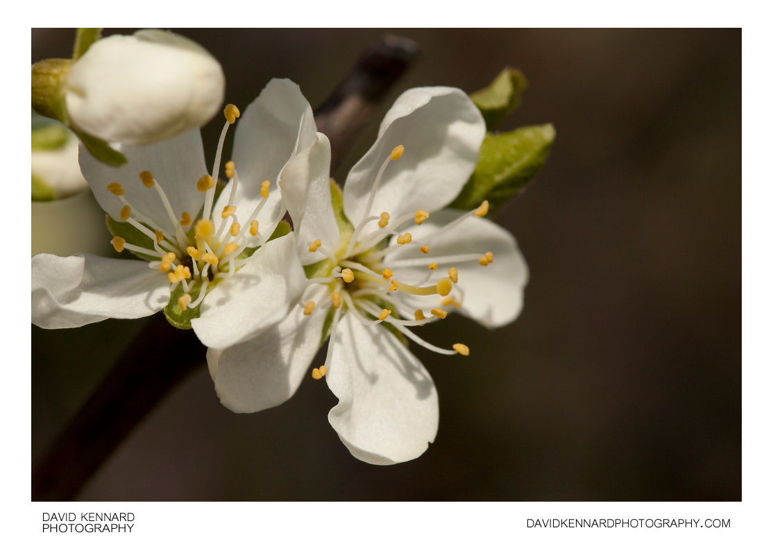 Victoria Plum (Prunus Domestica Victoria) Blossom (III) · David Kennard ...