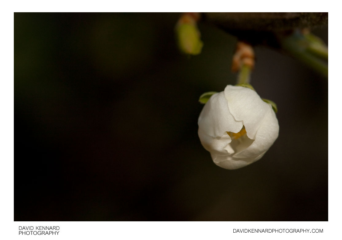 Victoria Plum (Prunus Domestica Victoria) Blossom (IV) · David Kennard ...