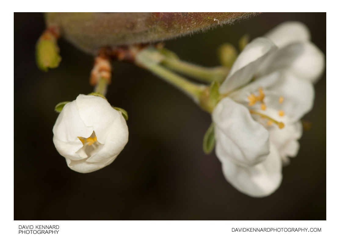 Victoria Plum (Prunus Domestica Victoria) Blossom (V) · David Kennard ...