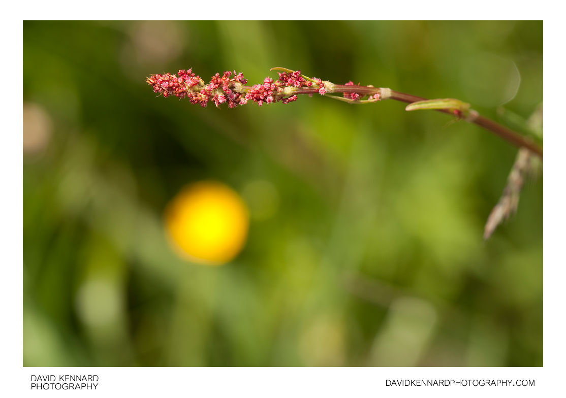 Common Sorrel (Rumex acetosa) (II) · David Kennard Photography
