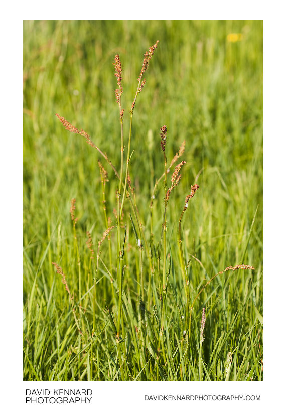 Common Sorrel (Rumex acetosa) (III) · David Kennard Photography