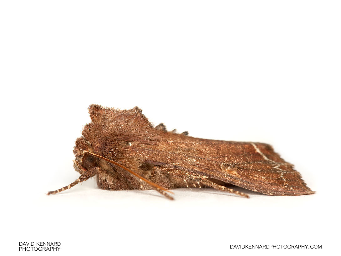 Bright-line Brown-eye (Lacanobia oleracea) Moth (XIII) · David Kennard ...