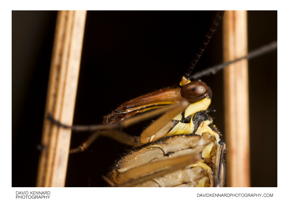 Common scorpionfly (Panorpa communis) female (V) · David Kennard ...