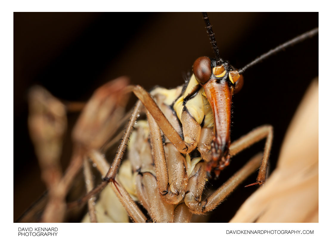 Common scorpionfly (Panorpa communis) female (VI) · David Kennard ...