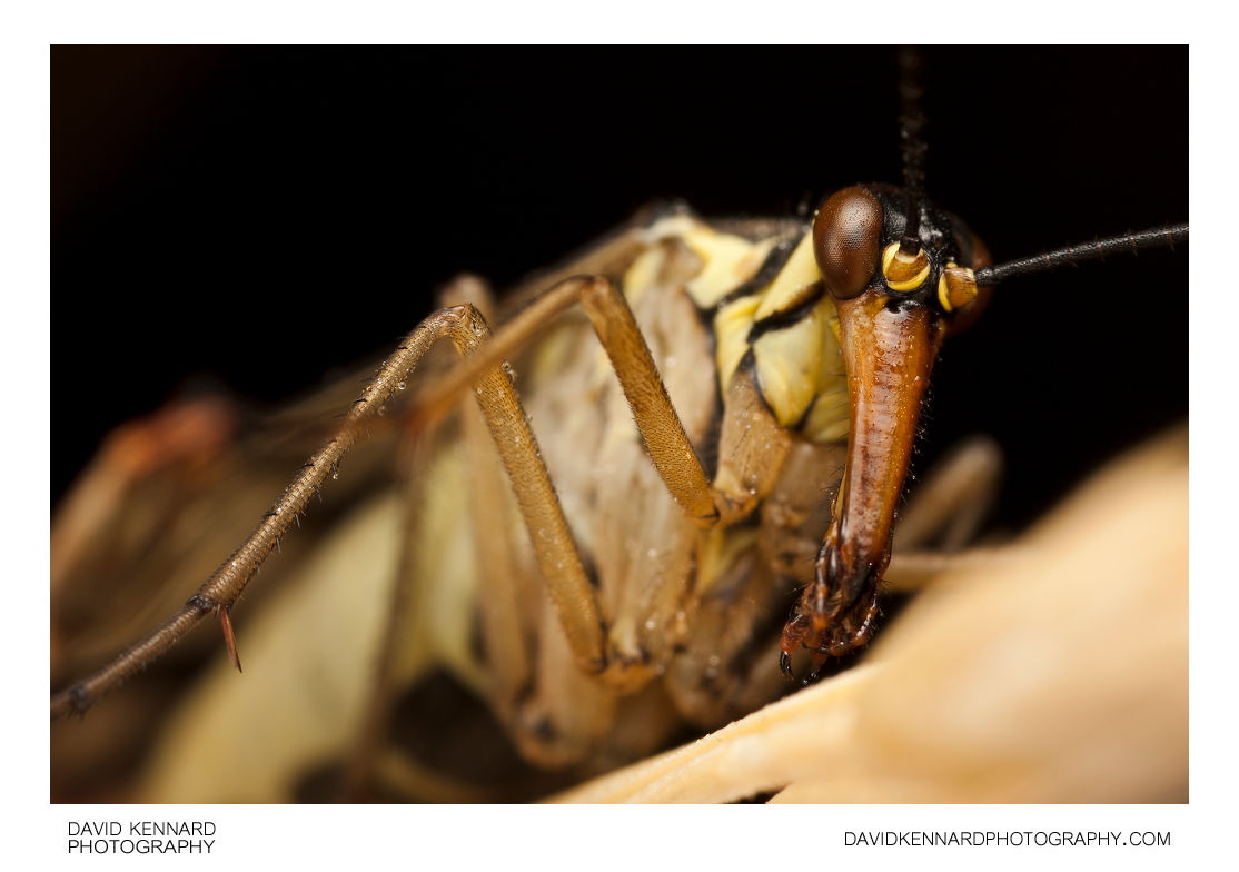Common scorpionfly (Panorpa communis) female (VII) · David Kennard ...