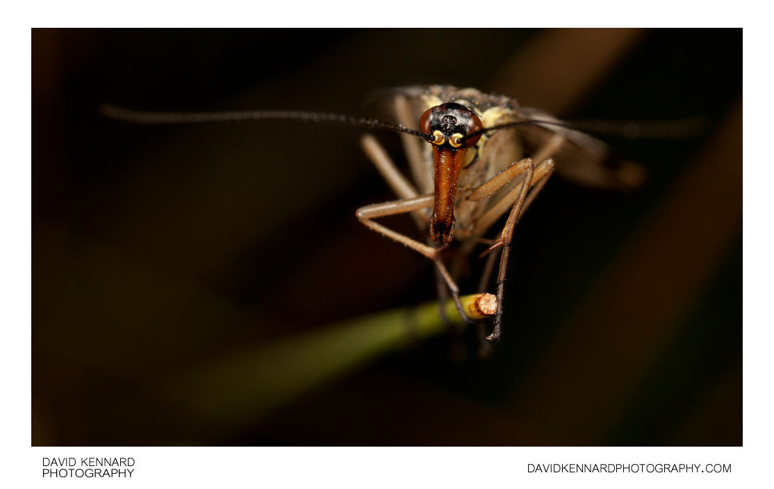 Common scorpionfly (Panorpa communis) female (X) · David Kennard ...