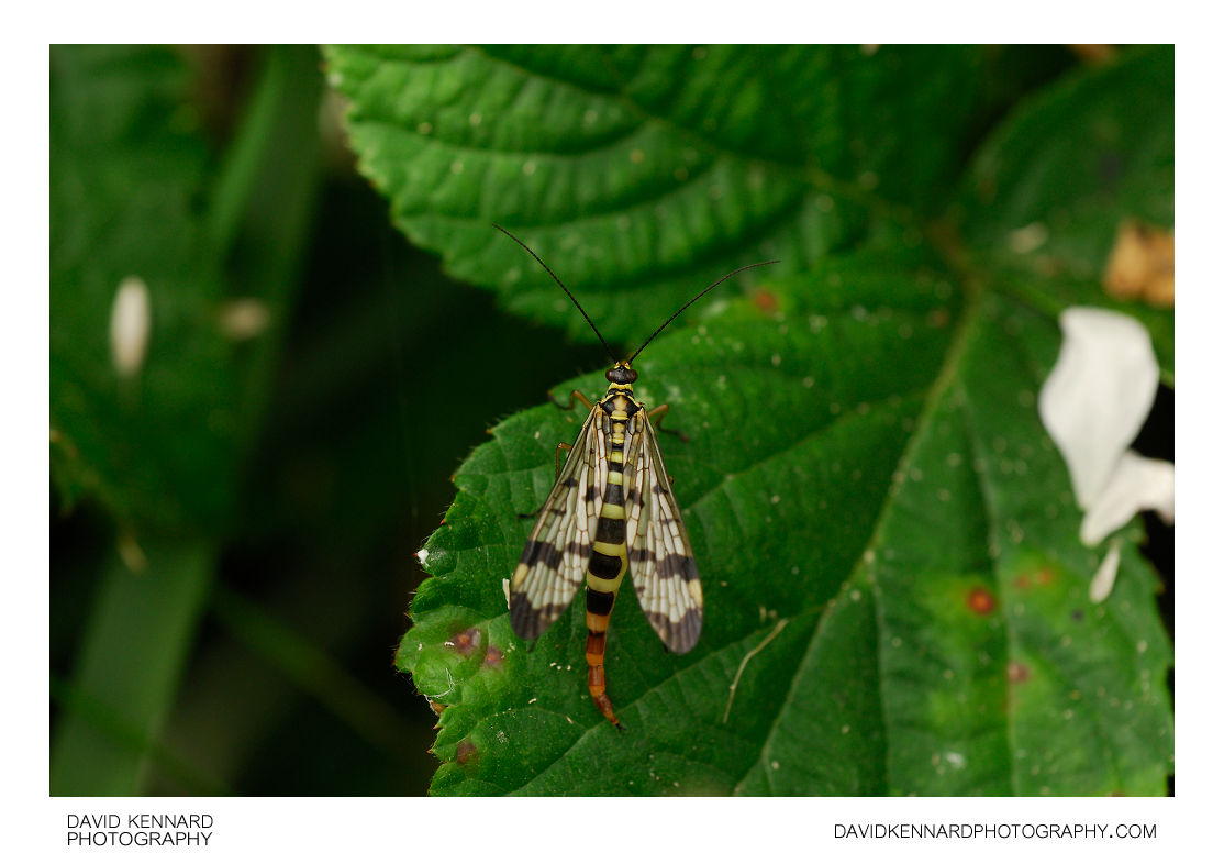 Common scorpionfly (Panorpa communis) female (XI) · David Kennard ...