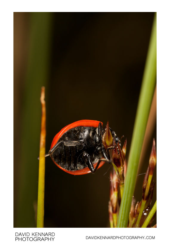 Seven-spotted ladybird (Coccinella septempunctata) (I) · David Kennard ...