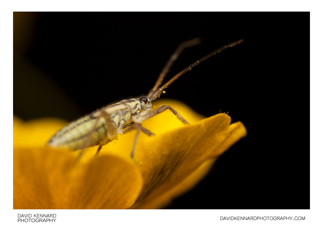 Leptopterna dolabrata (Meadow plant bug) nymph (XI) · David Kennard ...