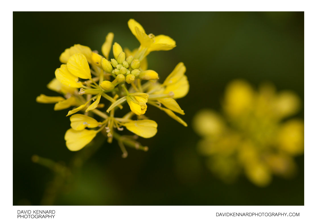 Charlock (Sinapis arvensis) (III) · David Kennard Photography