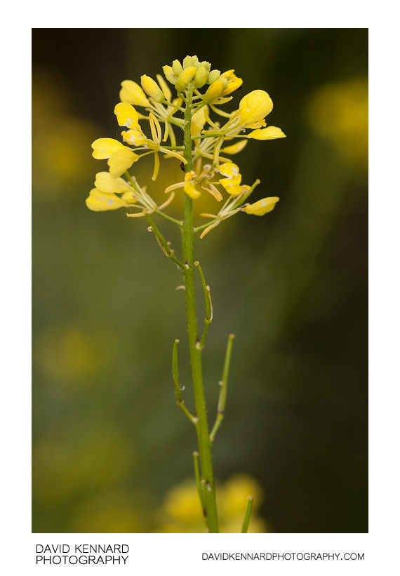 Charlock (Sinapis arvensis) (IV) · David Kennard Photography