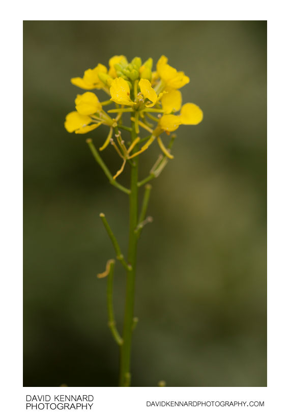 Charlock (Sinapis arvensis) (V) · David Kennard Photography