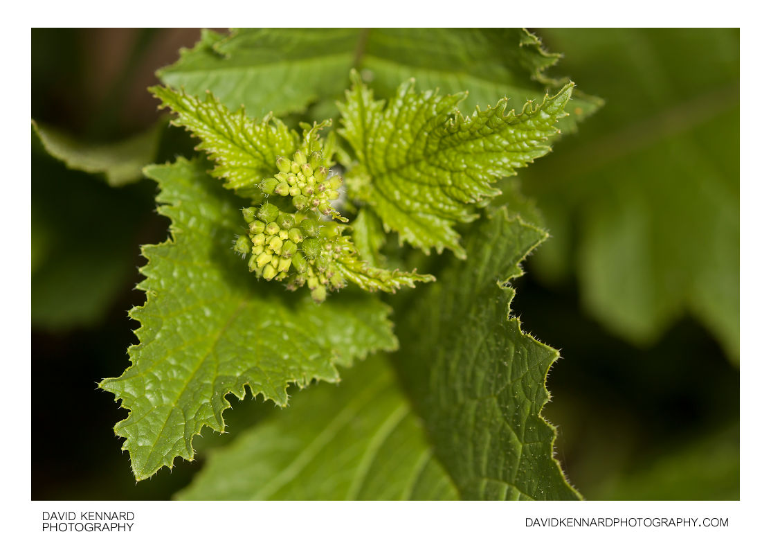 Charlock (Sinapis arvensis) (VI) · David Kennard Photography