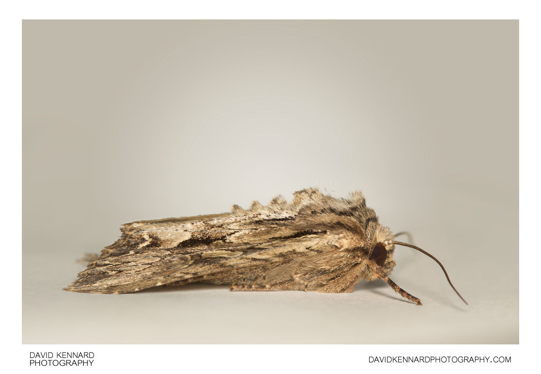 Dark Arches (Apamea monoglypha) moth (II) · David Kennard Photography