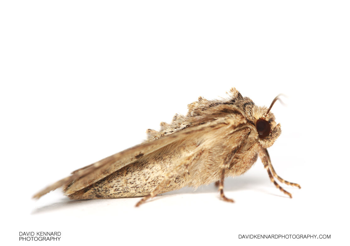 Dark Arches (Apamea monoglypha) moth (V) · David Kennard Photography