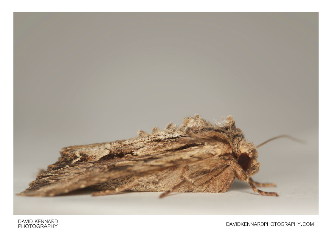 Dark Arches (Apamea monoglypha) moth (VI) · David Kennard Photography