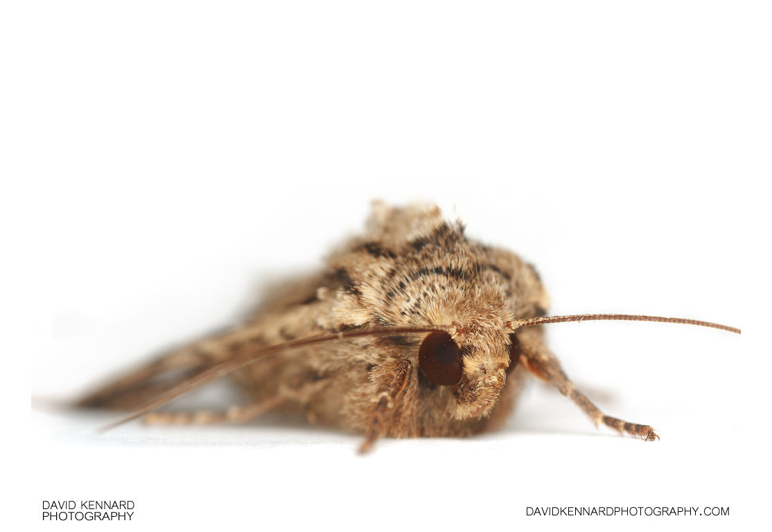 Dark Arches (Apamea monoglypha) moth (IX) · David Kennard Photography