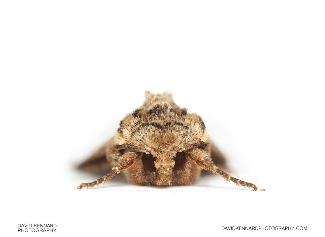 Dark Arches (Apamea monoglypha) moth (X) · David Kennard Photography