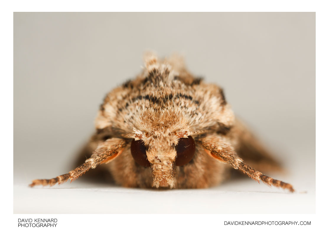 Dark Arches (Apamea monoglypha) moth (XI) · David Kennard Photography