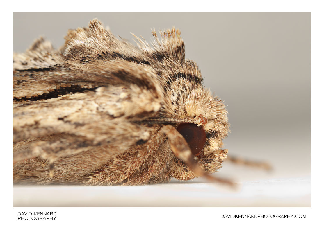 Dark Arches (Apamea monoglypha) moth (XVI) · David Kennard Photography