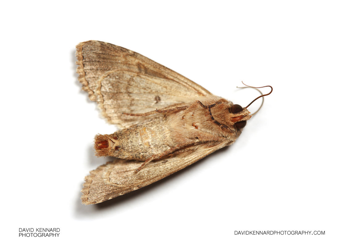 Dark Arches (Apamea monoglypha) moth (dead) (I) · David Kennard Photography