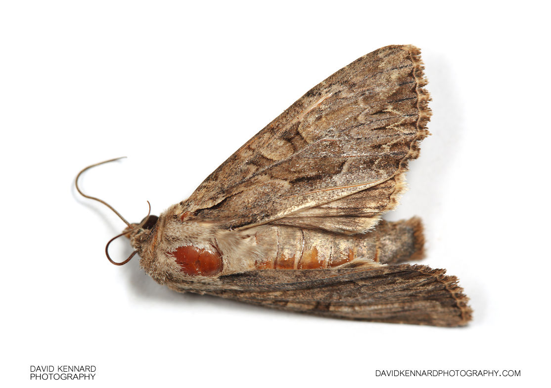 Dark Arches (Apamea monoglypha) moth (dead) (II) · David Kennard ...