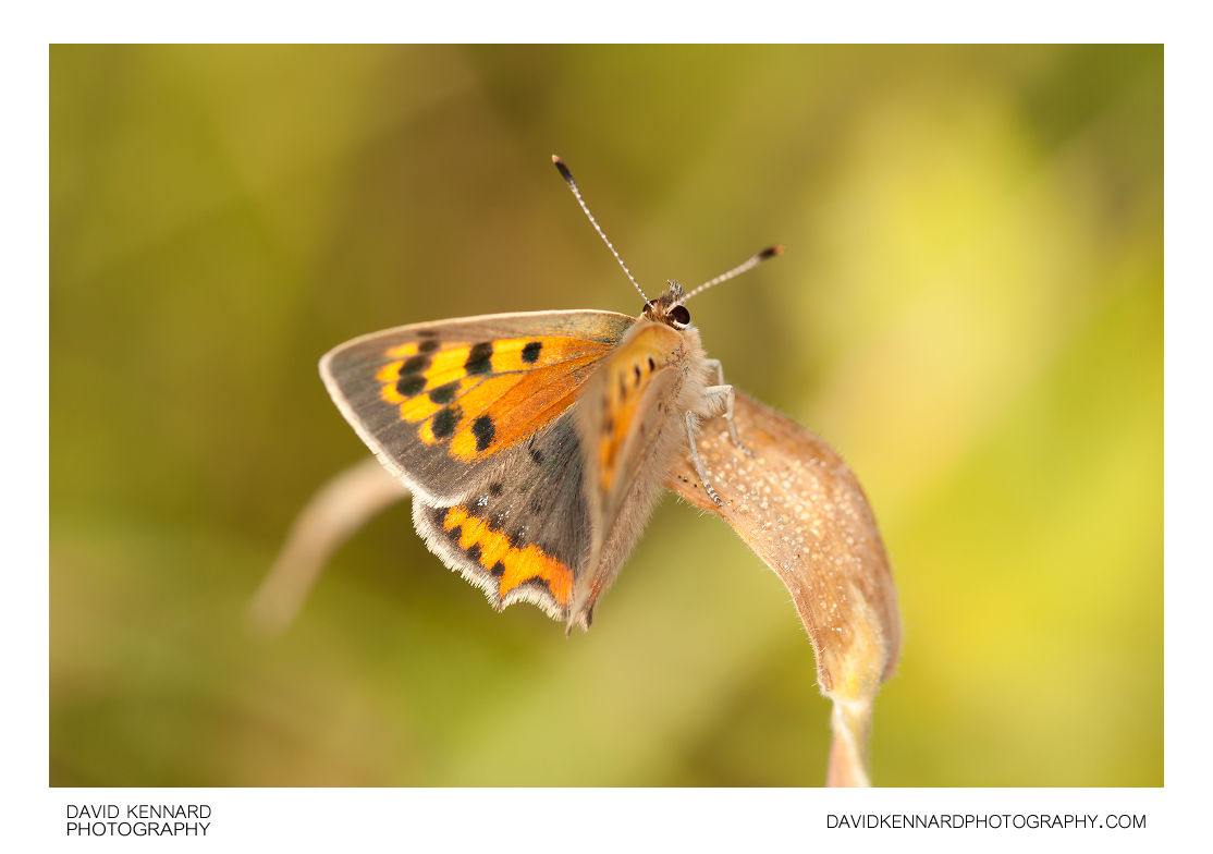 Small Copper (Lycaena phlaeas) (II) · David Kennard Photography