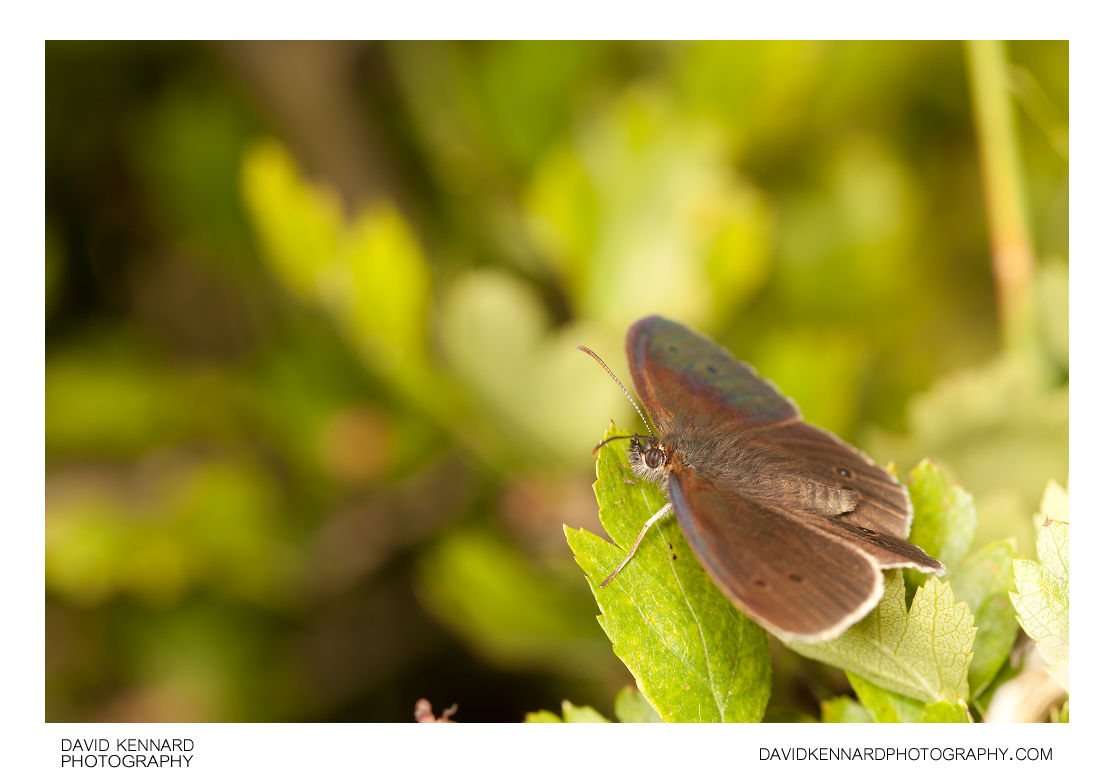 Ringlet (Aphantopus hyperantus) butterfly (I) · David Kennard Photography