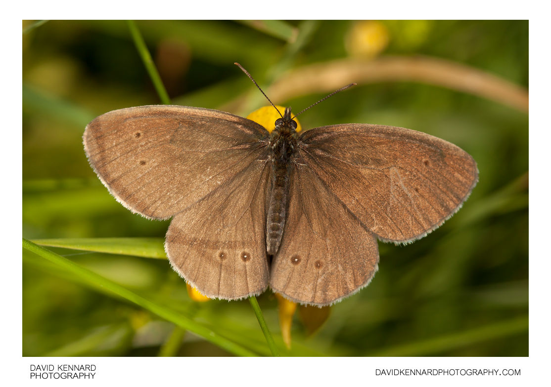 Ringlet (Aphantopus hyperantus) butterfly (III) · David Kennard Photography