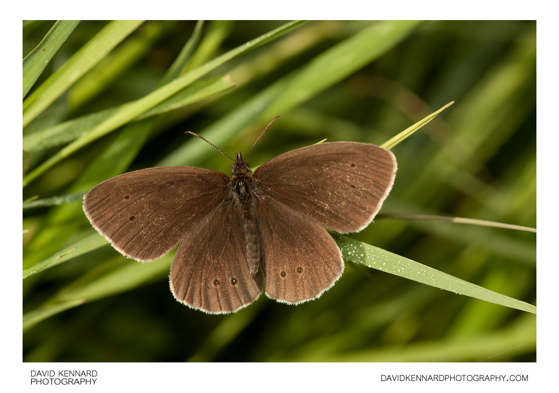Ringlet (Aphantopus hyperantus) butterfly (V) · David Kennard Photography